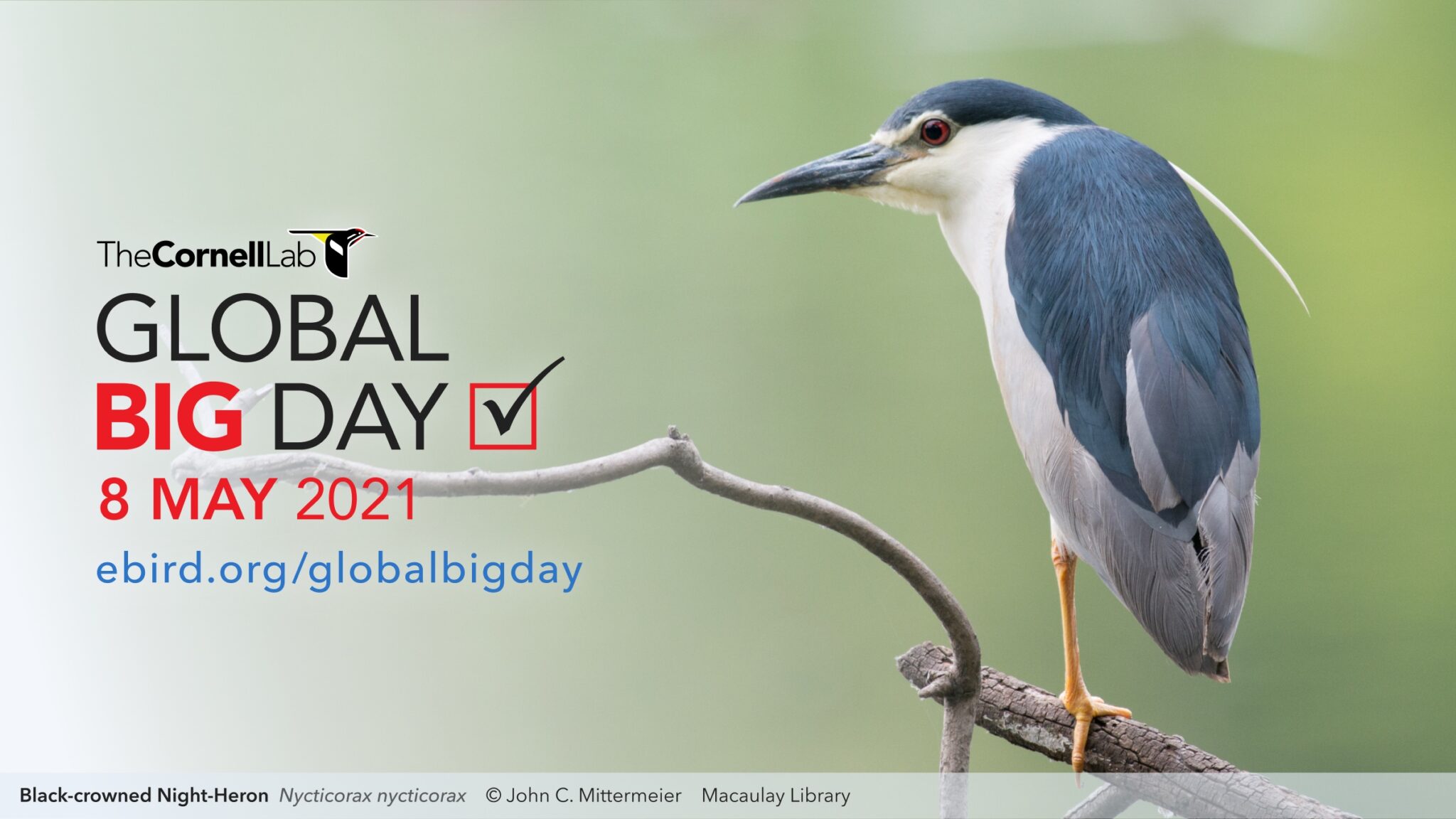 Global Big Day—8 May 2021 - eBird