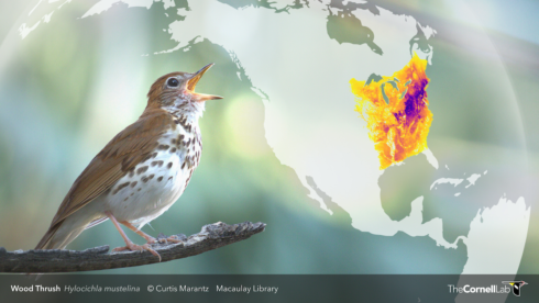The latest eBird Status Data Products are now available - eBird