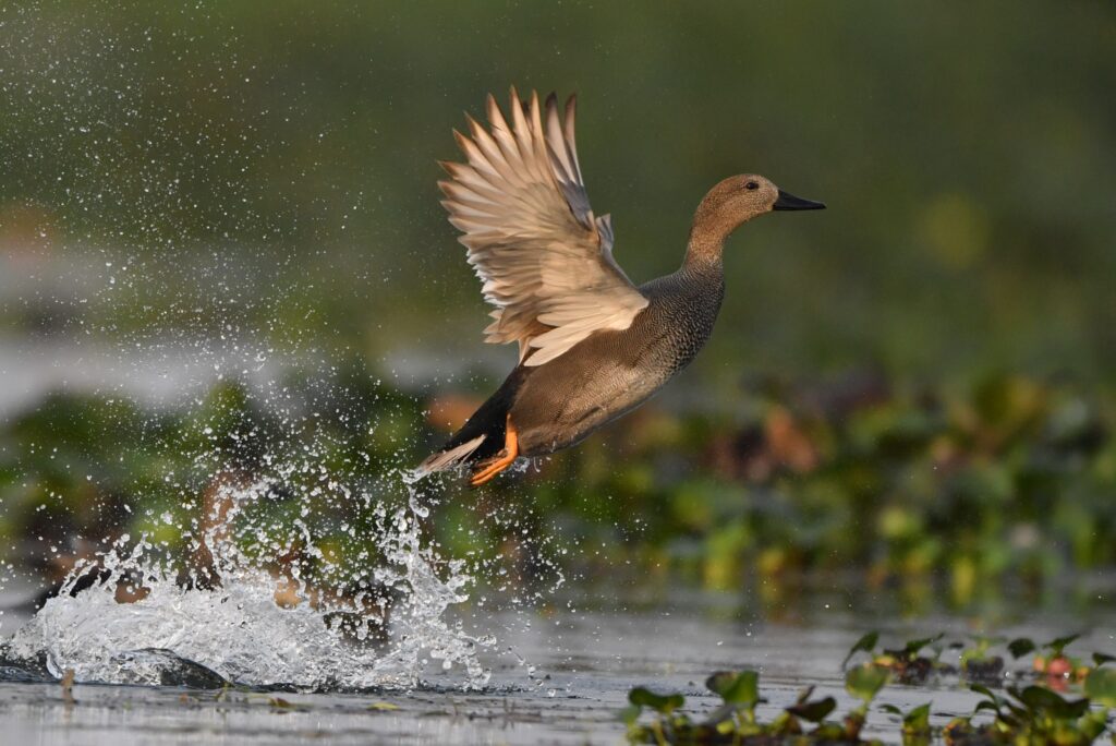 Global Patterns of Bird Abundance and Distribution Revealed for 1,009 ...