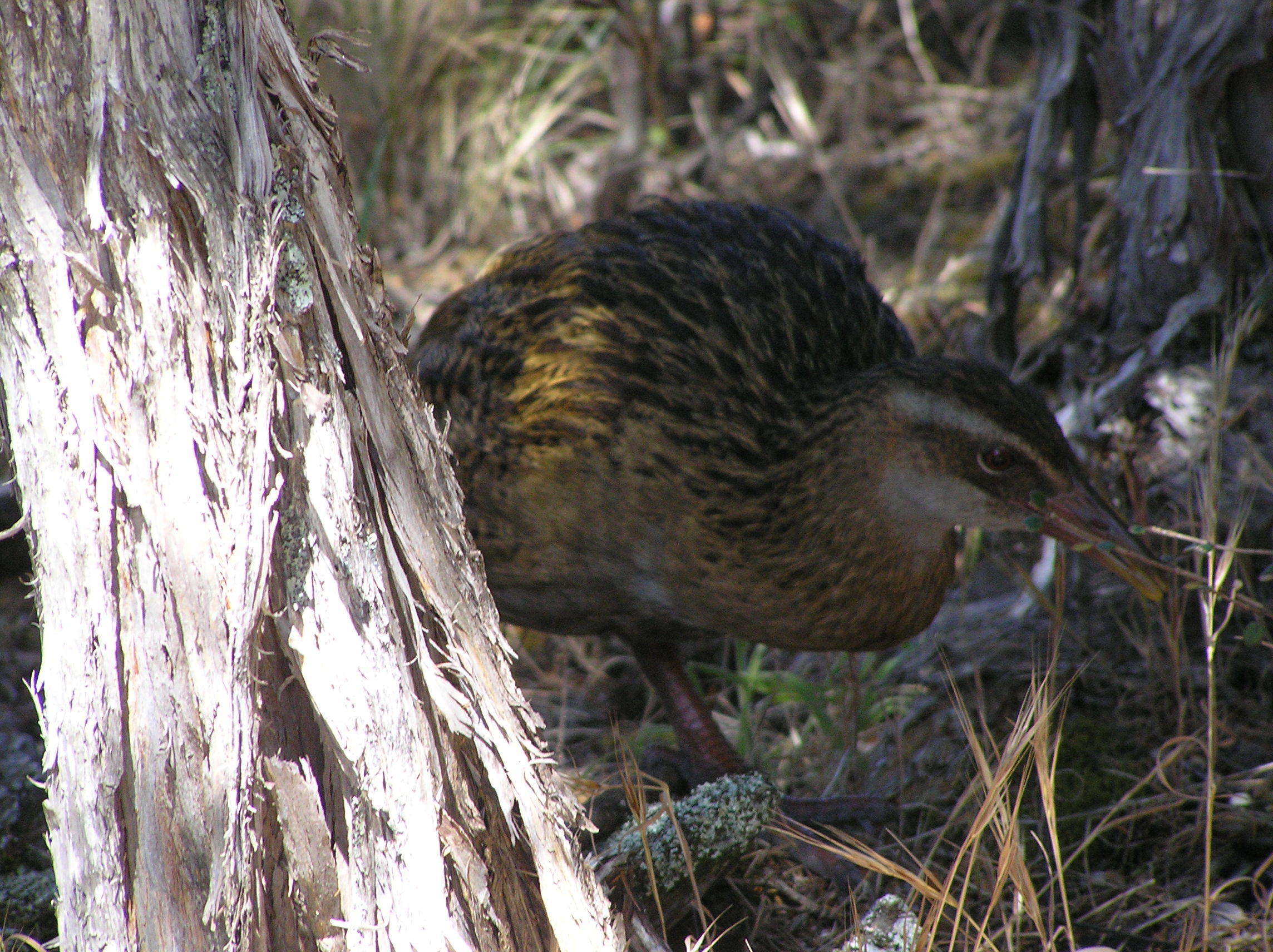 Dawn Palmer, November eBirder of the Month - eBird