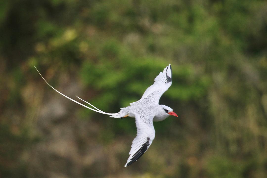 2021 Checklist-a-day Challenge winners - eBird