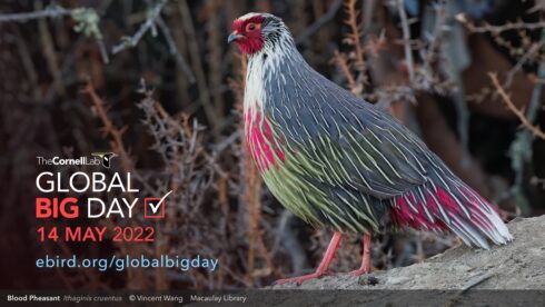 eBird - Discover a new world of birding...