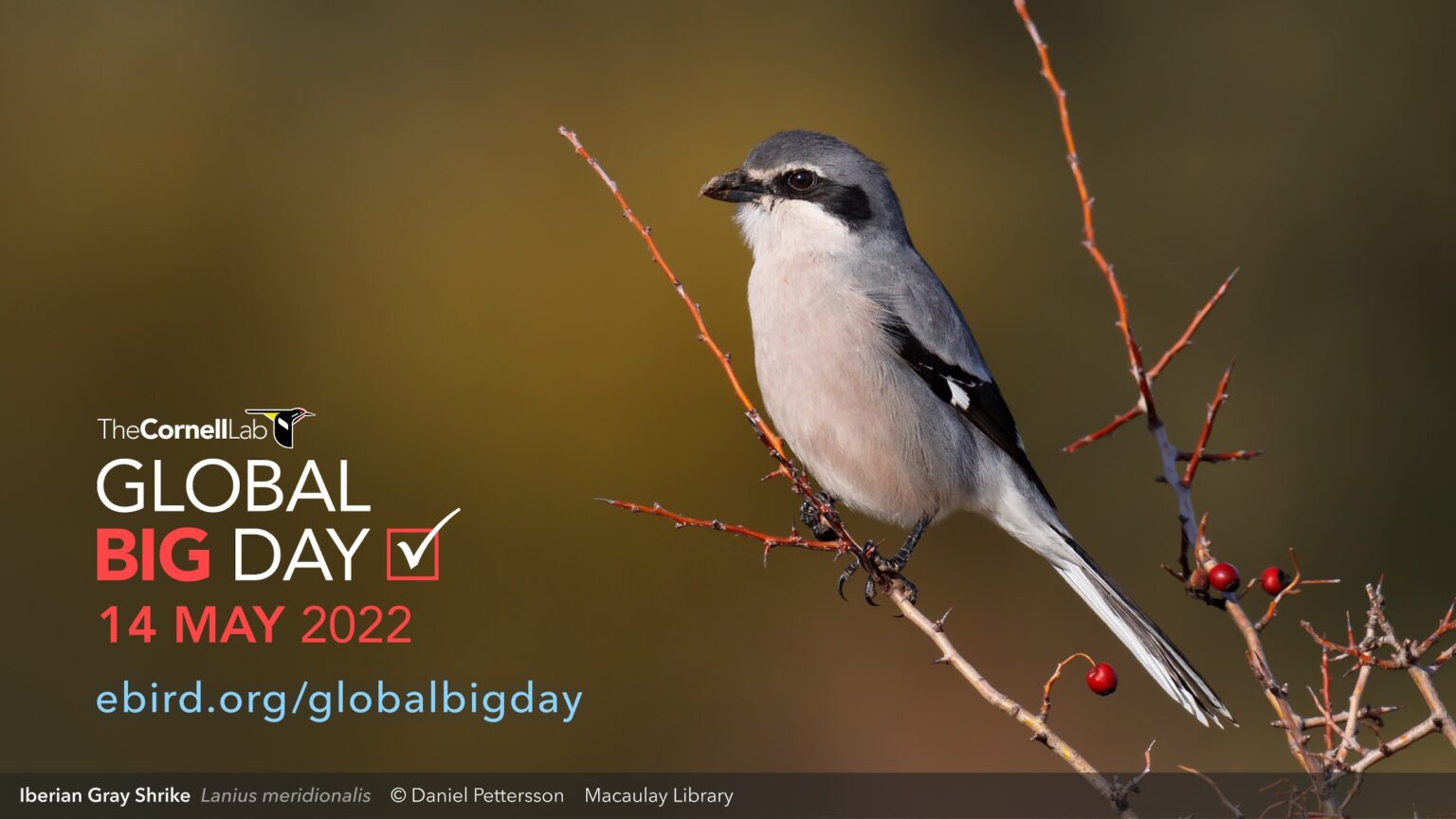 eBird - Discover a new world of birding...