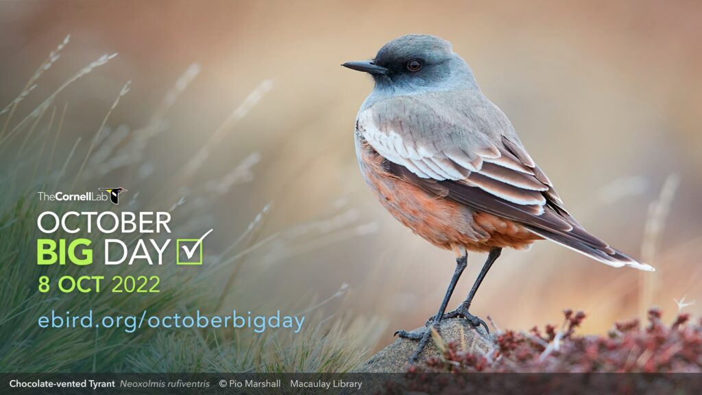 News - eBird