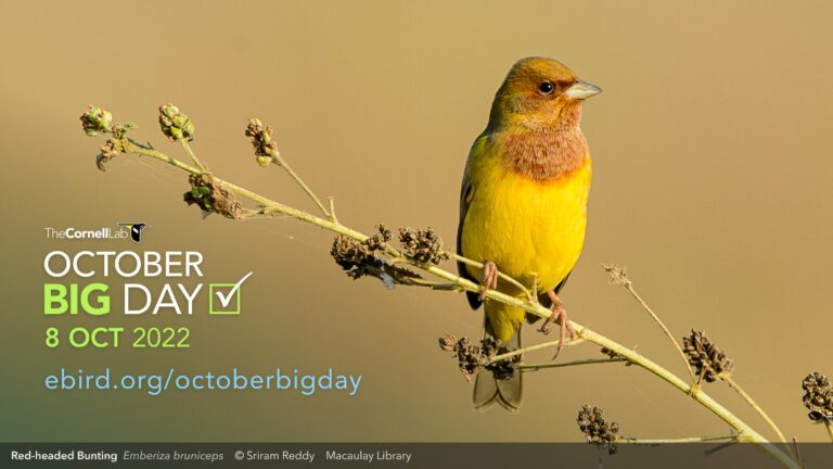 October Big Day—8 Oct 2022 - eBird