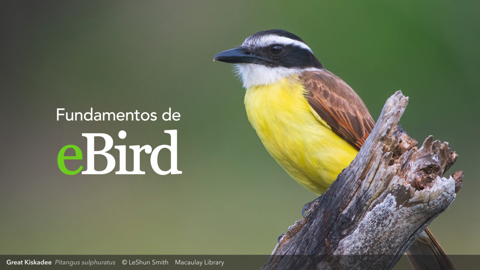 Curso gratuito en español: Fundamentos de eBird - eBird