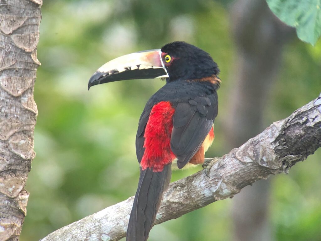 Elissa Landre, January eBirder of the Month - eBird