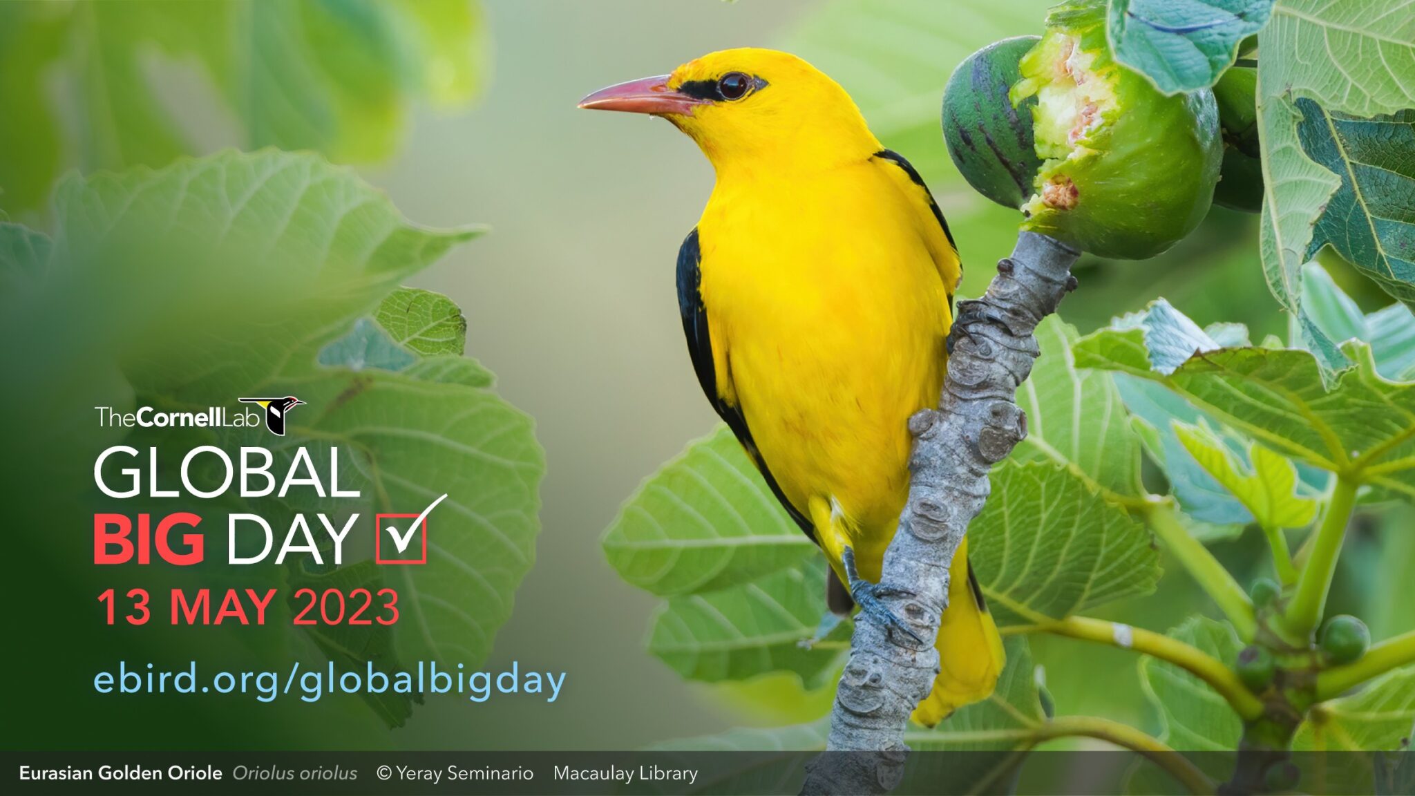 News - eBird