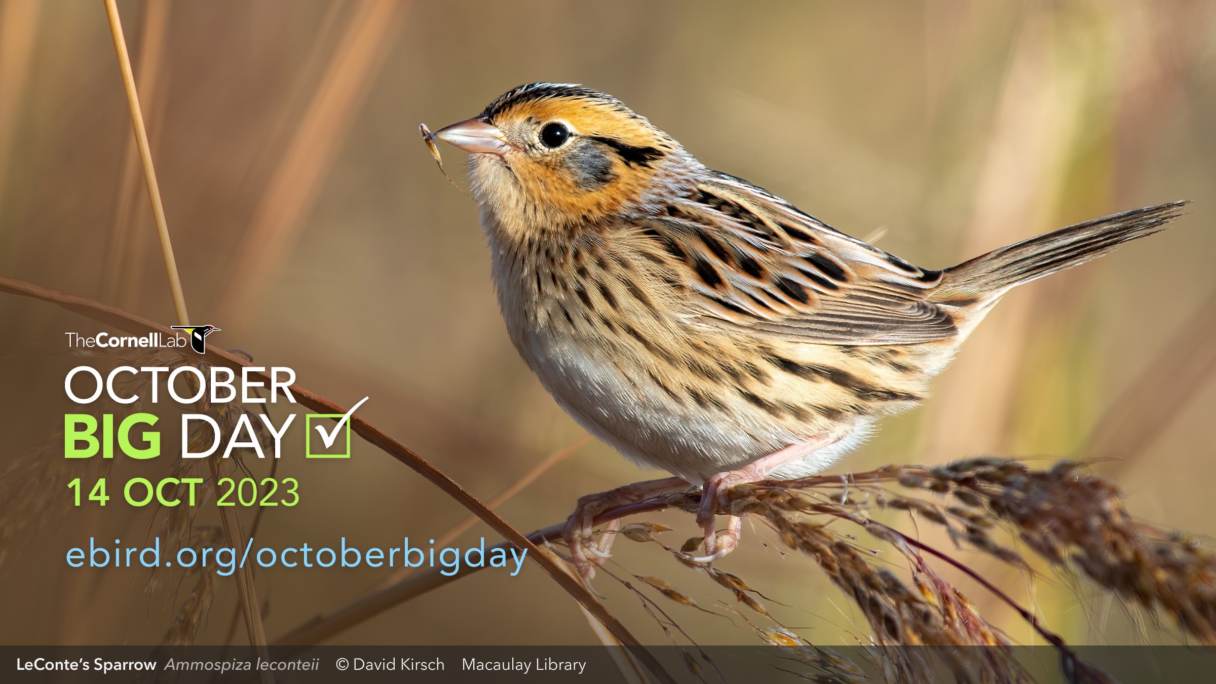 October Big Day—14 Oct 2023 - eBird