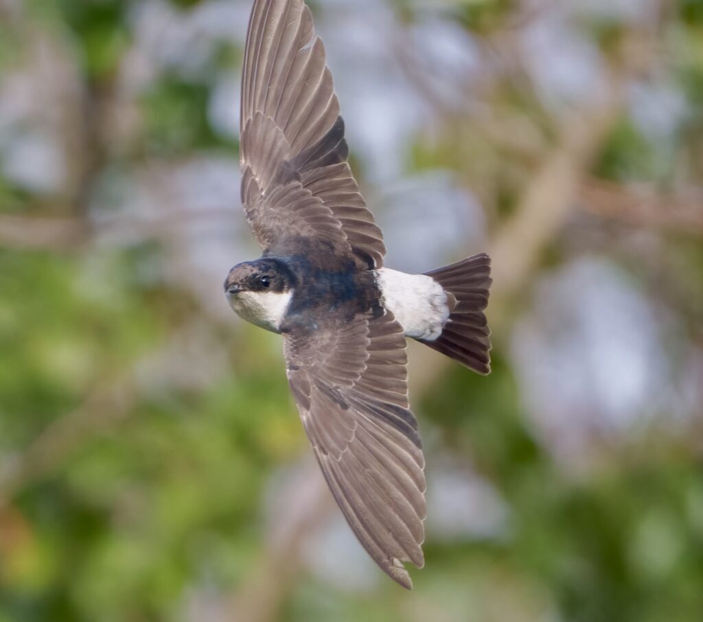 2023 eBird Taxonomy Update - eBird Science