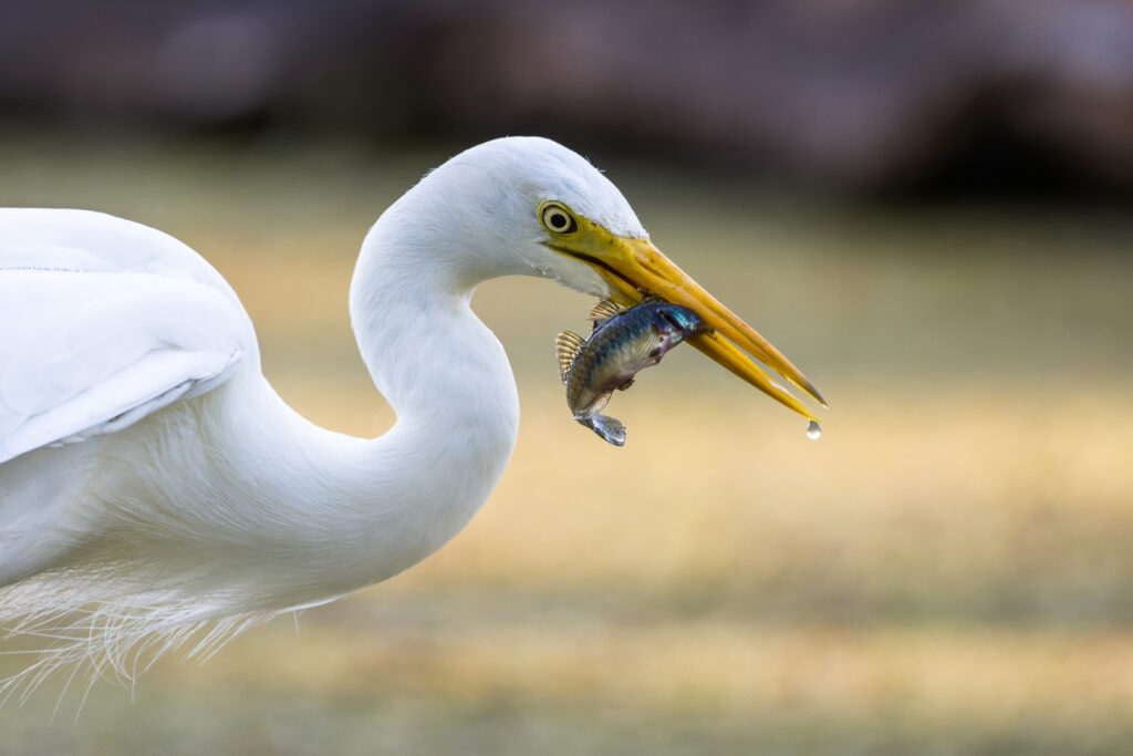 2023 eBird Taxonomy Update - eBird Science