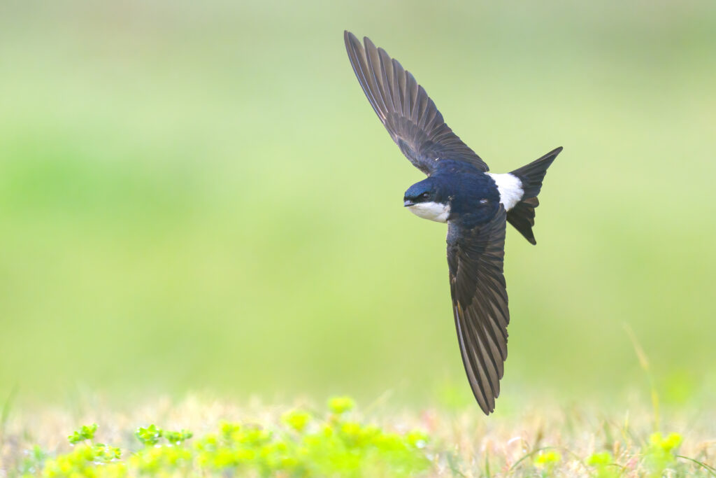 2023 eBird Taxonomy Update - eBird Science