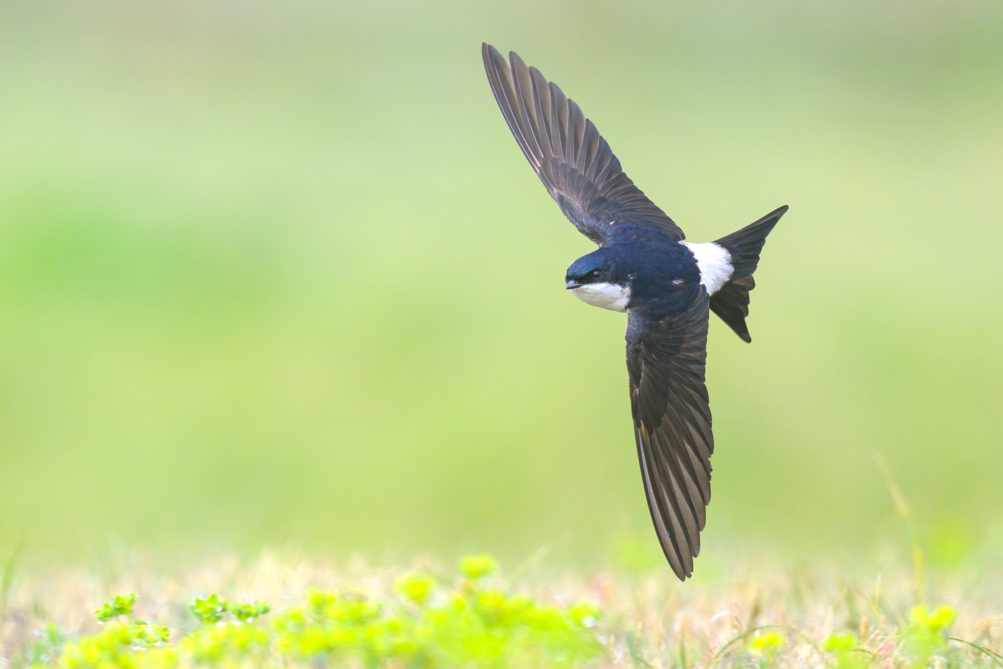 2023 eBird Taxonomy Update - eBird Science