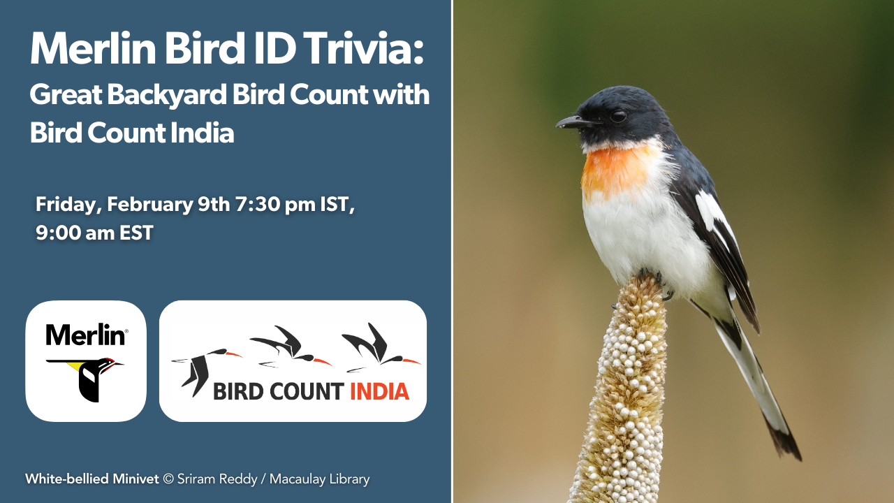 Great Backyard Bird Count 2024—when the world comes together for the ...