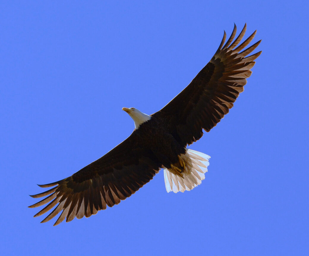 Leticia Cruz Paredes, April eBirder of the Month - eBird