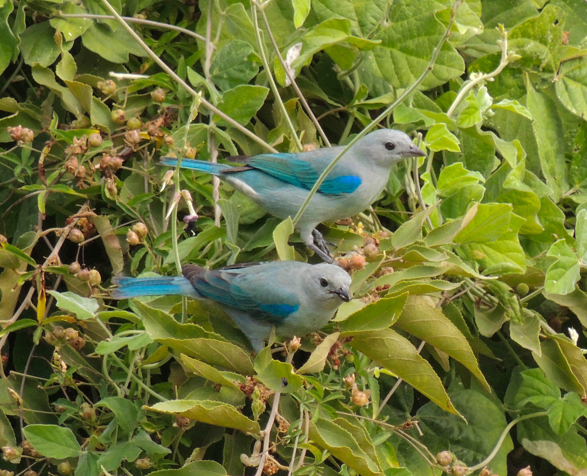 Leticia Cruz Paredes, April eBirder of the Month - eBird
