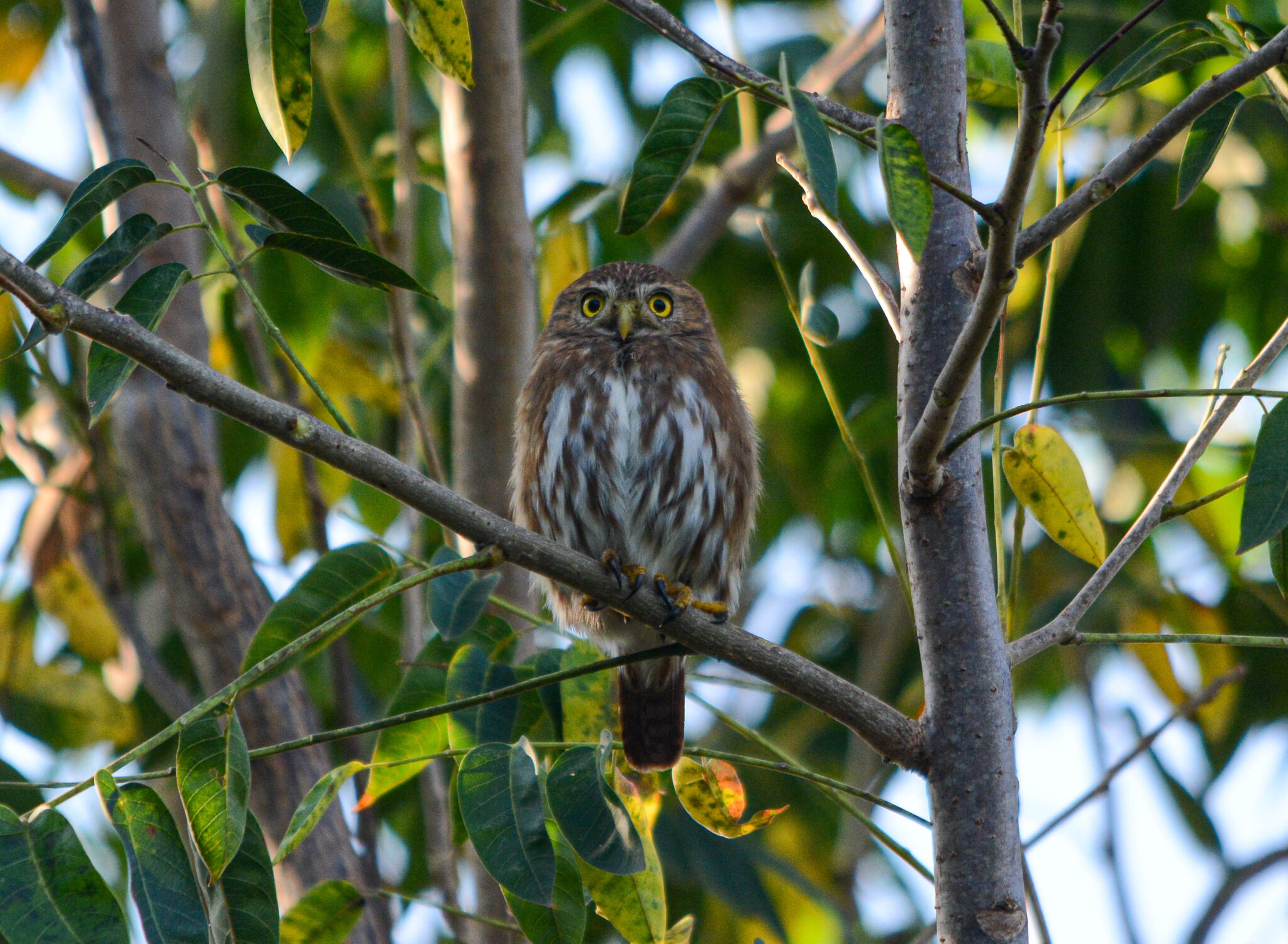 Leticia Cruz Paredes, April eBirder of the Month - eBird