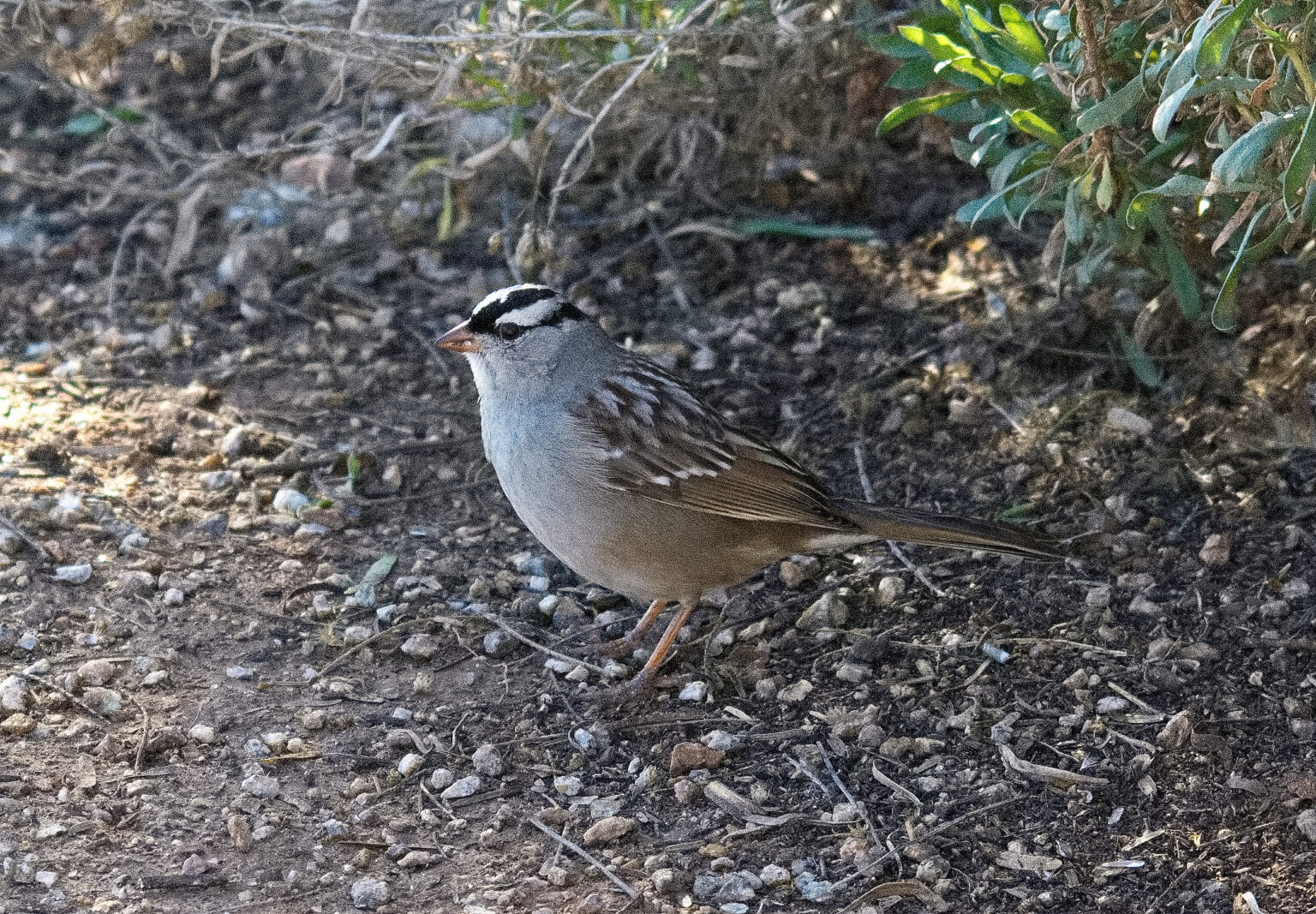 Leticia Cruz Paredes, April eBirder of the Month - eBird
