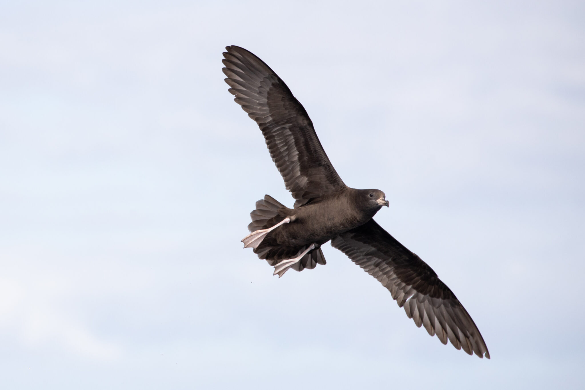 eBird Reviewer Spotlight: Dan Burgin - eBird