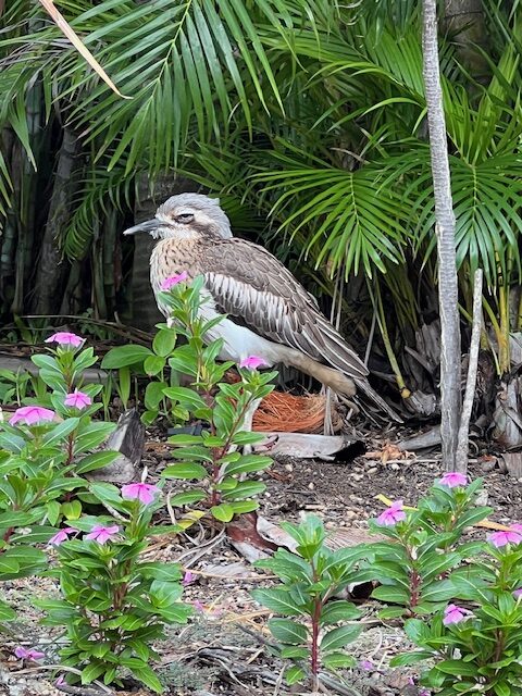 Hannah Moyer Salvatore, July eBirder of the Month - eBird