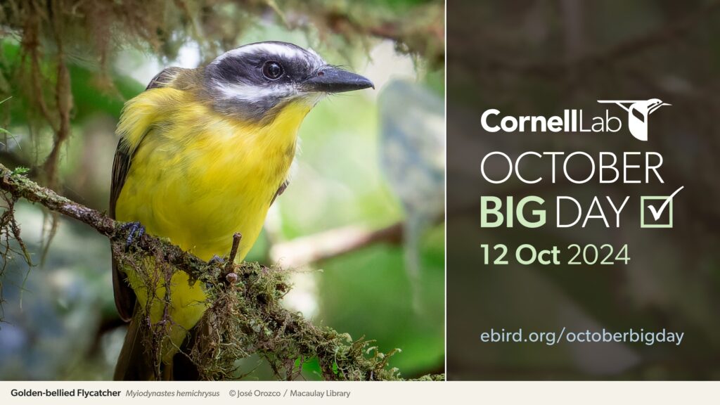 eBird - Discover a new world of birding...