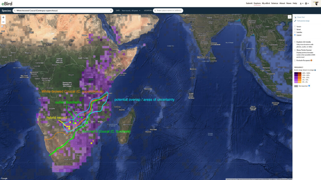 2024 eBird Taxonomy Update - eBird Science