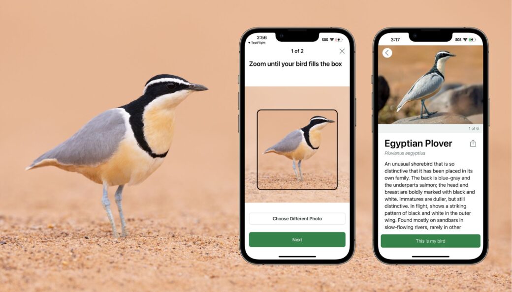 Merlin's Photo ID has a new update - eBird