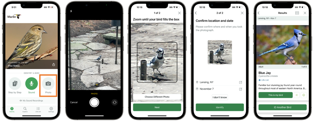 Merlin's Photo ID has a new update - eBird