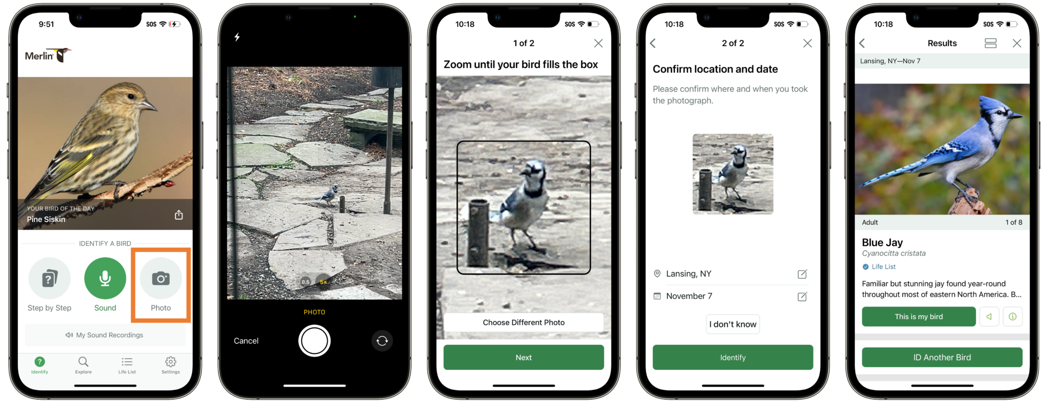 Merlin's Photo ID has a new update - eBird