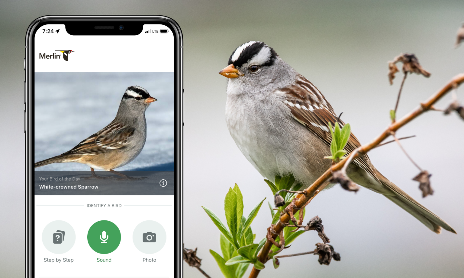 2024 Year in Review: eBird, Merlin, Macaulay Library, and Birds of the ...