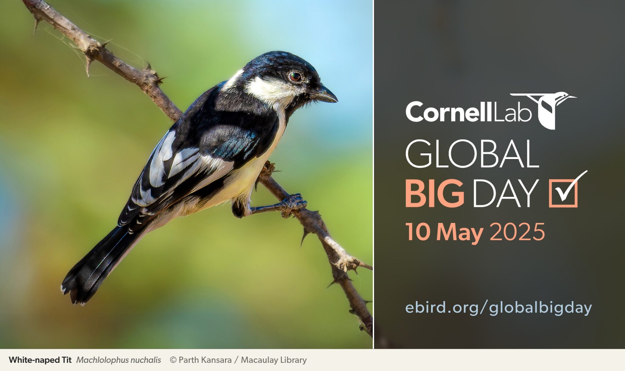 eBird - Discover a new world of birding...