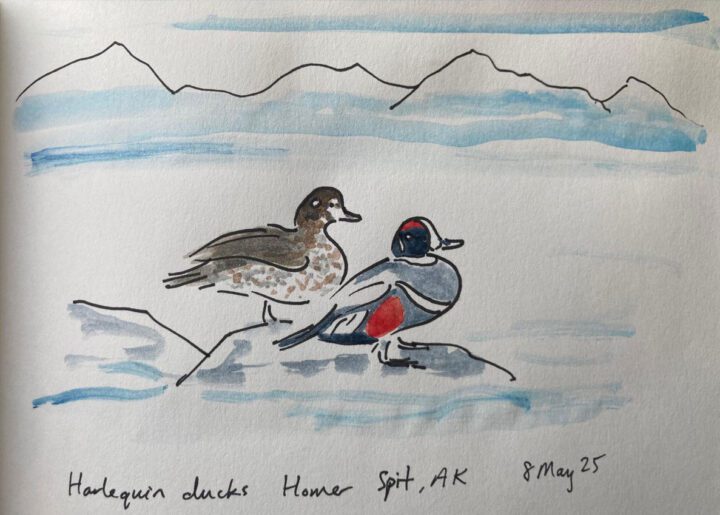 Birding Together: Uplifting Results from Global Big Day 2025 - eBird