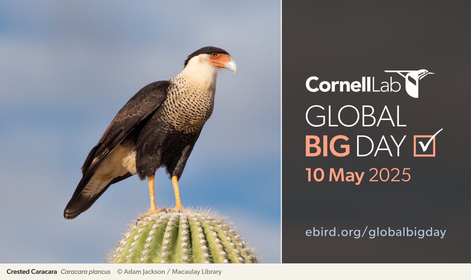 eBird - Discover a new world of birding...