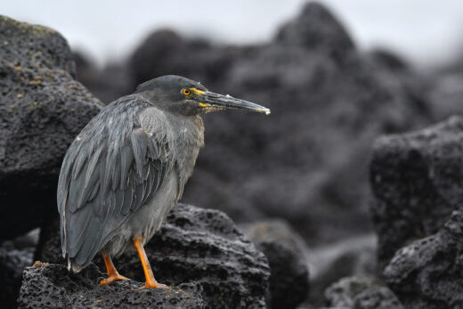 eBird - Discover a new world of birding...