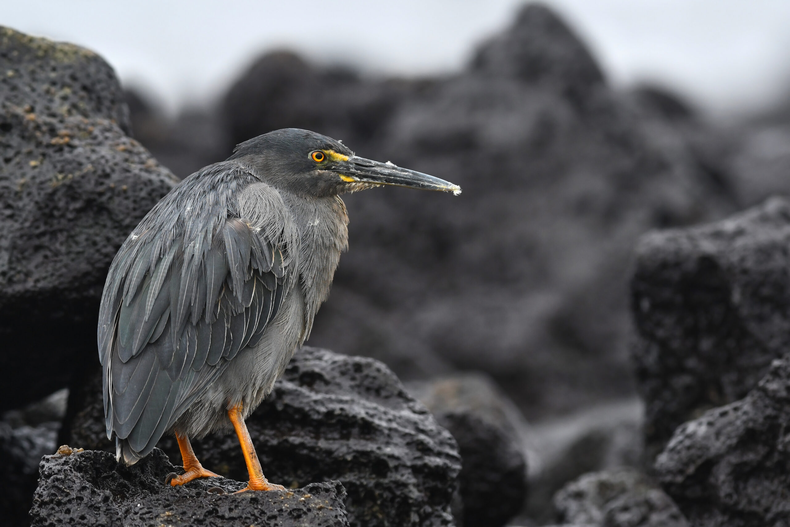 eBird - Discover a new world of birding...