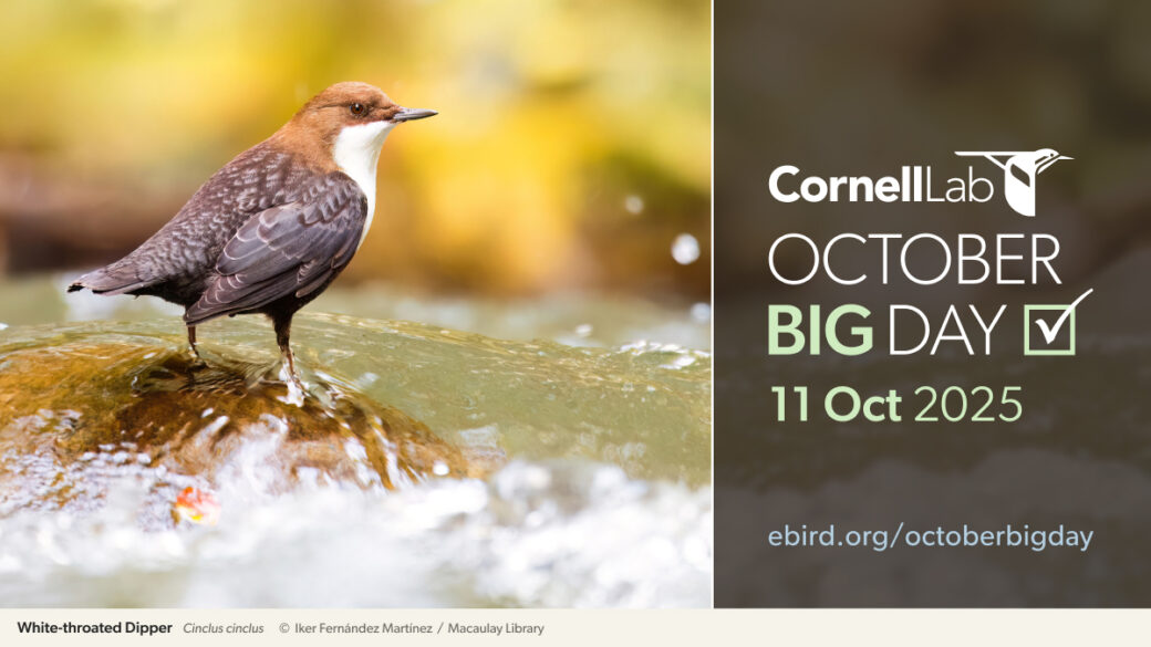 eBird - Discover a new world of birding...