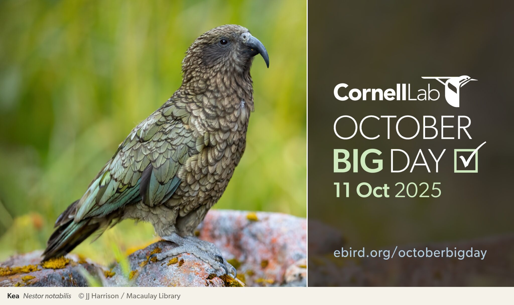 eBird - Discover a new world of birding...