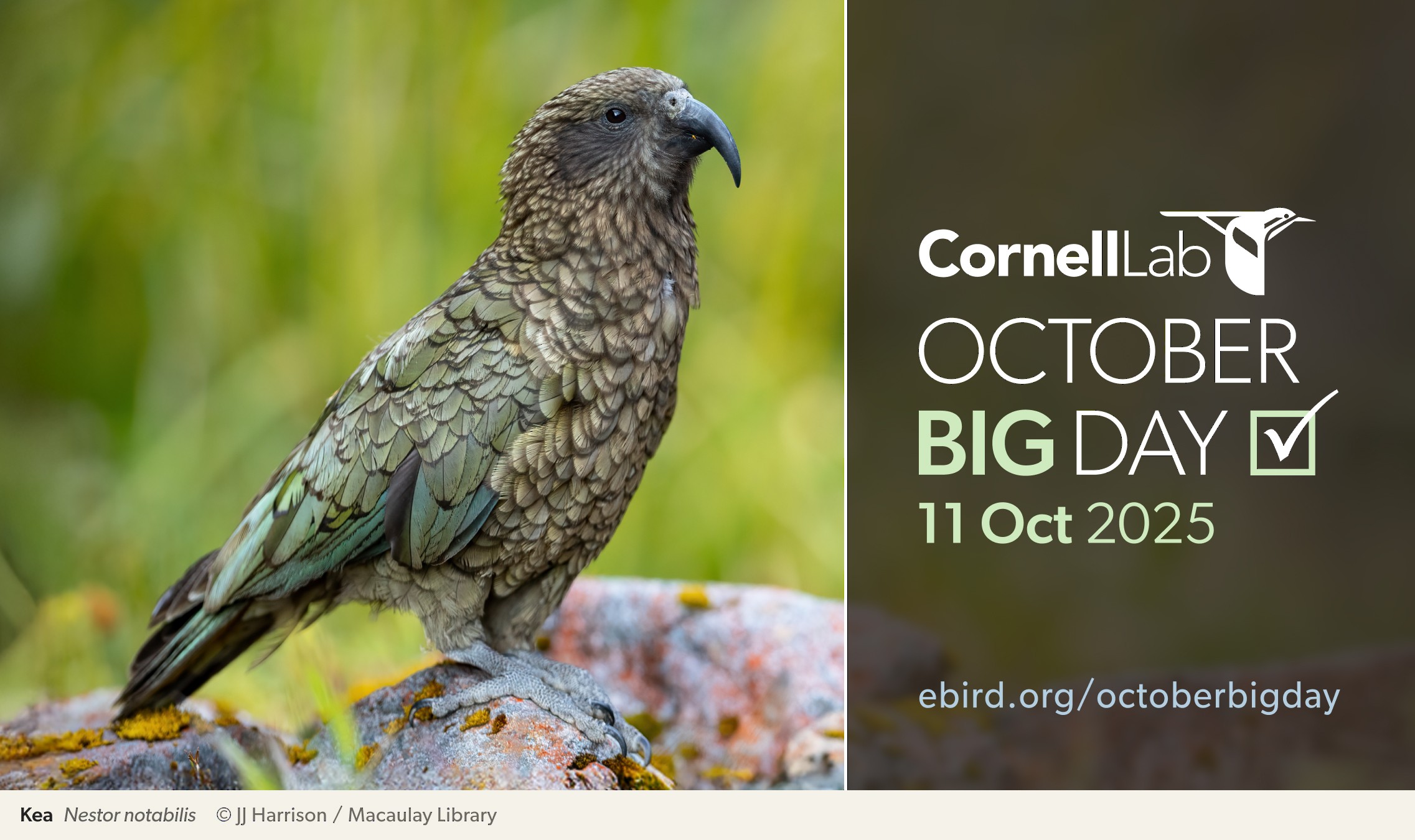 eBird - Discover a new world of birding...