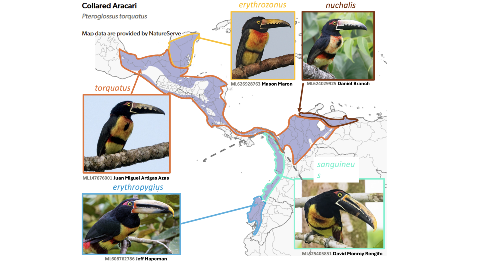 2025 eBird Taxonomy Update - eBird Science