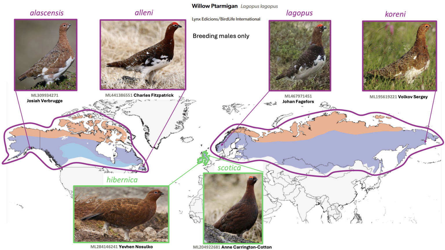 2025 eBird Taxonomy Update - eBird Science