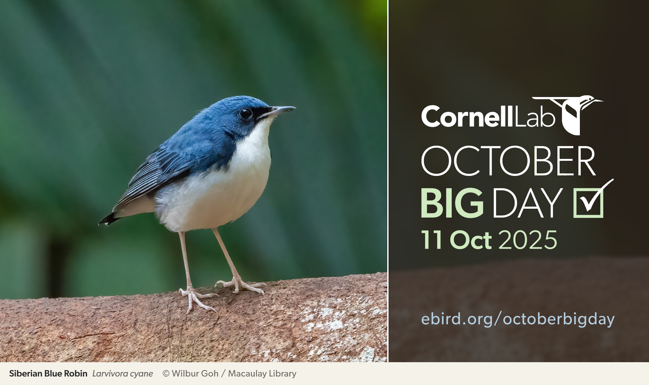 eBird - Discover a new world of birding...