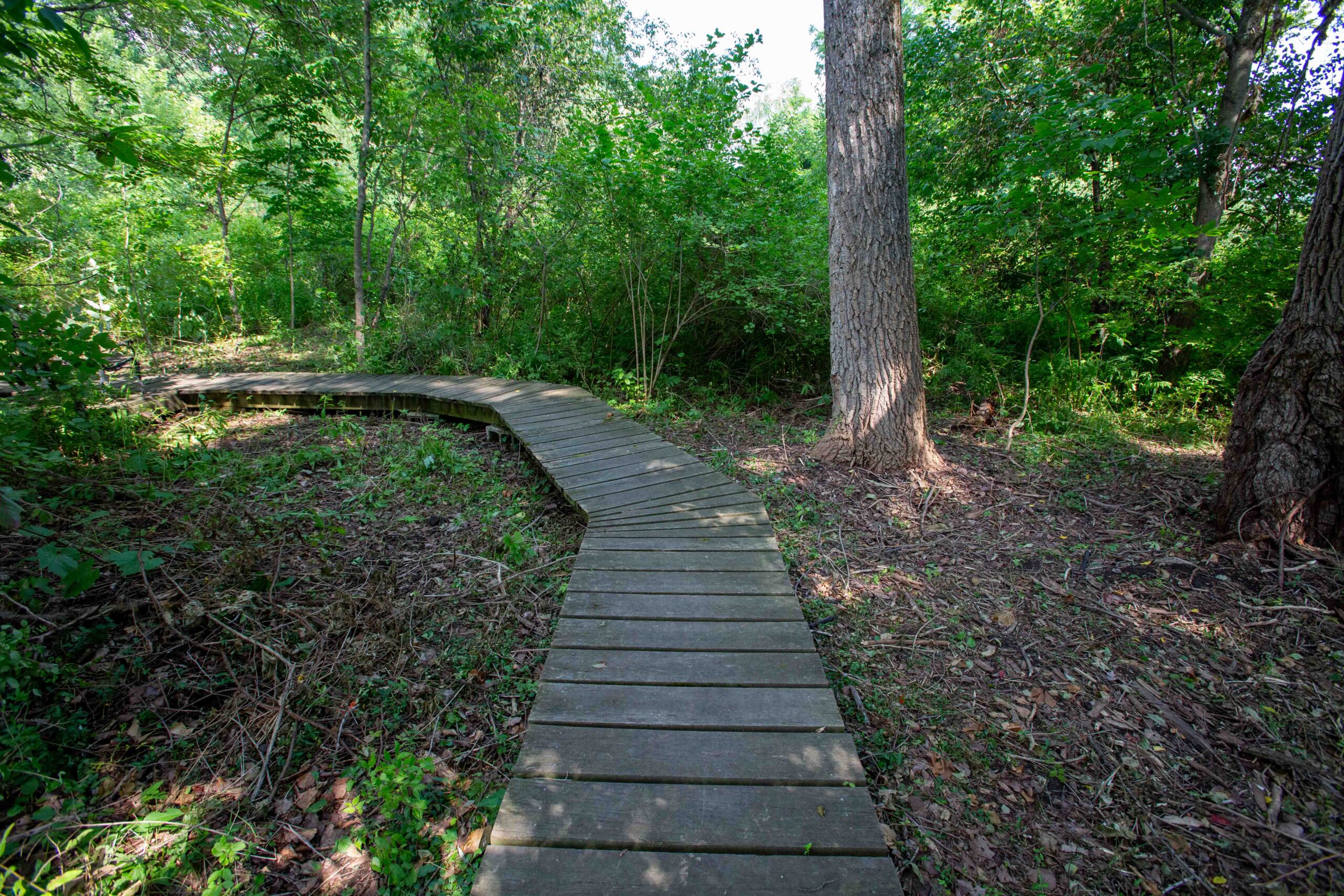 eBird in Action: Community Birding Drives Habitat Restoration - eBird