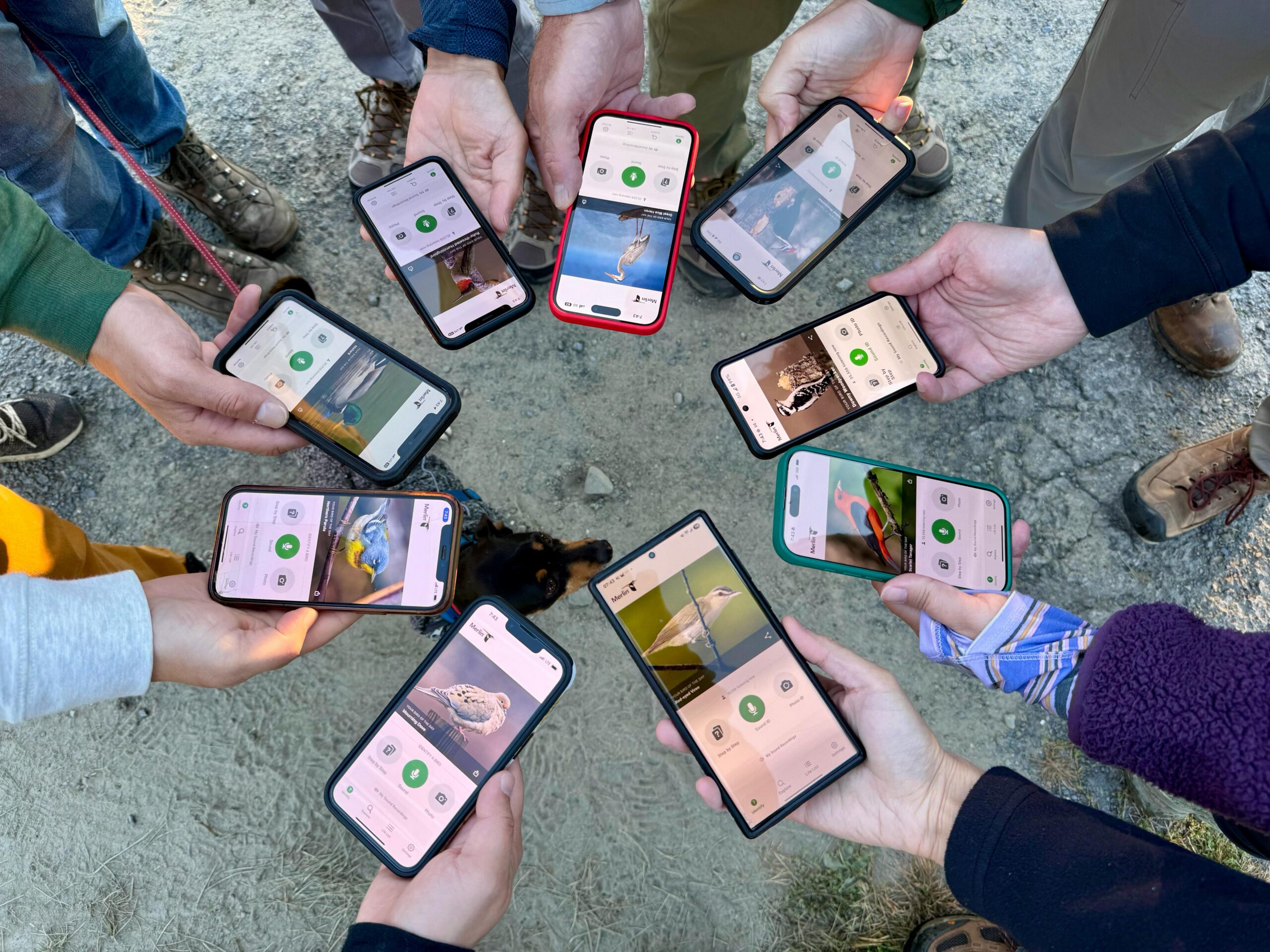 2025 Year in Review: eBird, Merlin, Macaulay Library, and Birds of the ...