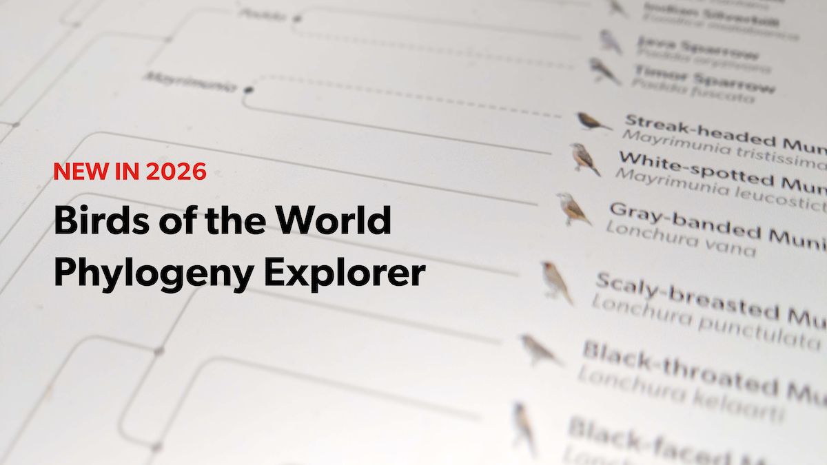 Explore the Evolutionary Diversity of your Life List with the Birds of ...