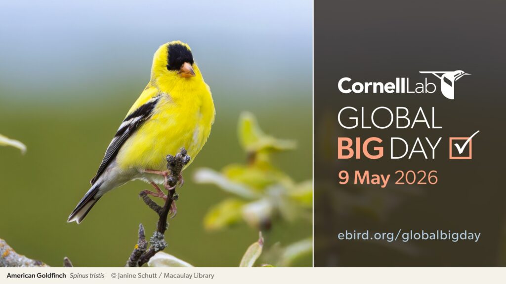 eBird - Discover a new world of birding...
