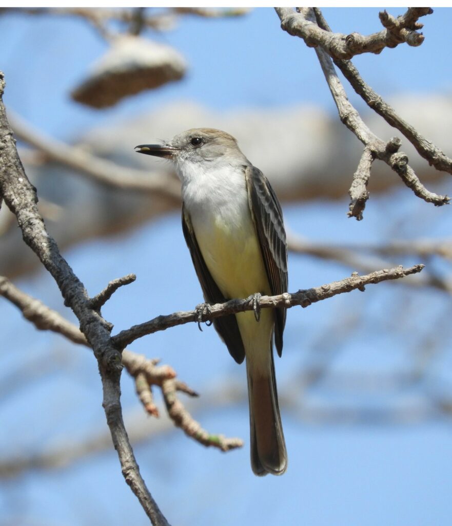 eBird Central America during 2019: the year in review - eBird Nicaragua
