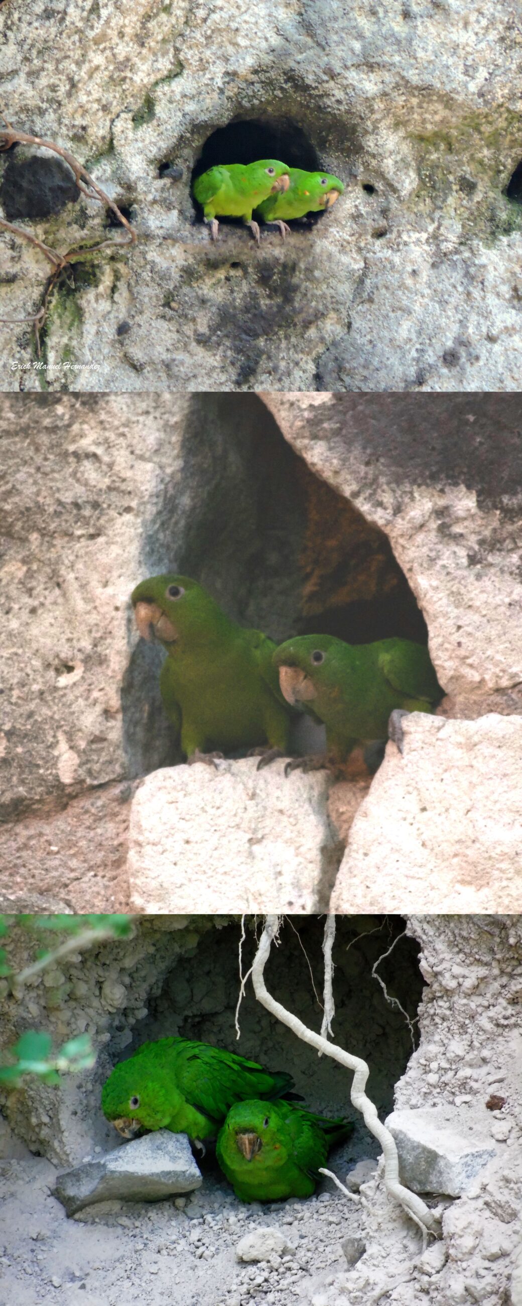 Photos in eBird shed light on field identification of Green Parakeet vs ...