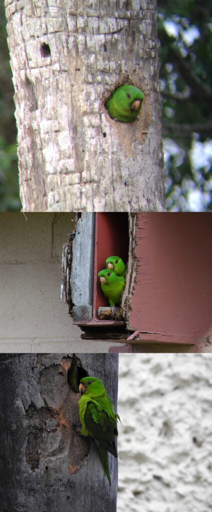 Photos in eBird shed light on field identification of Green Parakeet vs ...