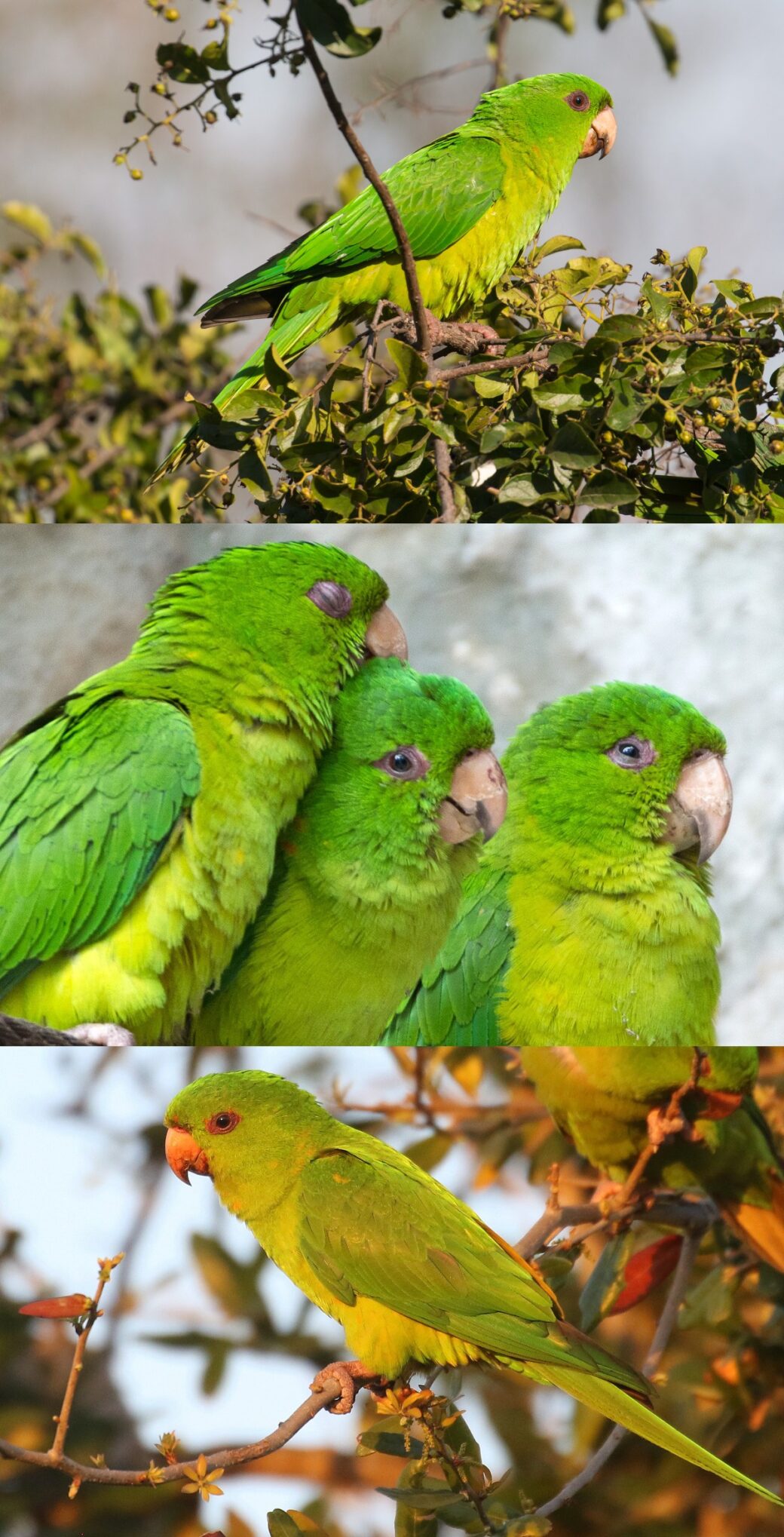 Photos in eBird shed light on field identification of Green Parakeet vs ...