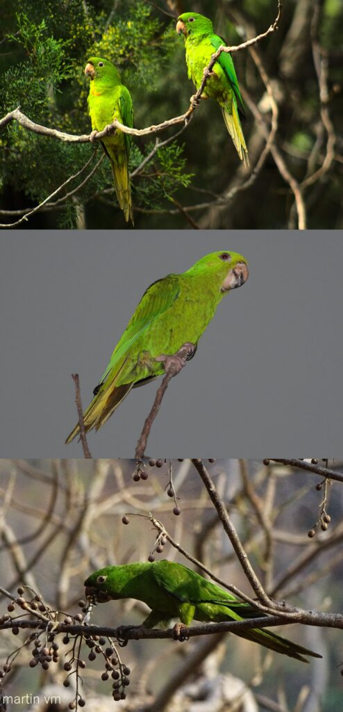 Photos in eBird shed light on field identification of Green Parakeet vs ...